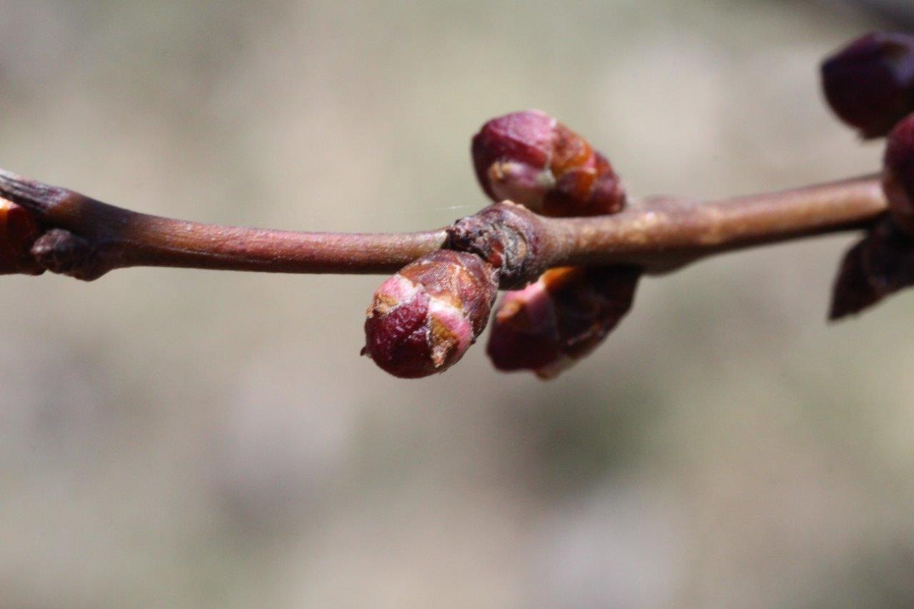 Sarah Lynn's Nature's Splendor: Photos: Spring Buds