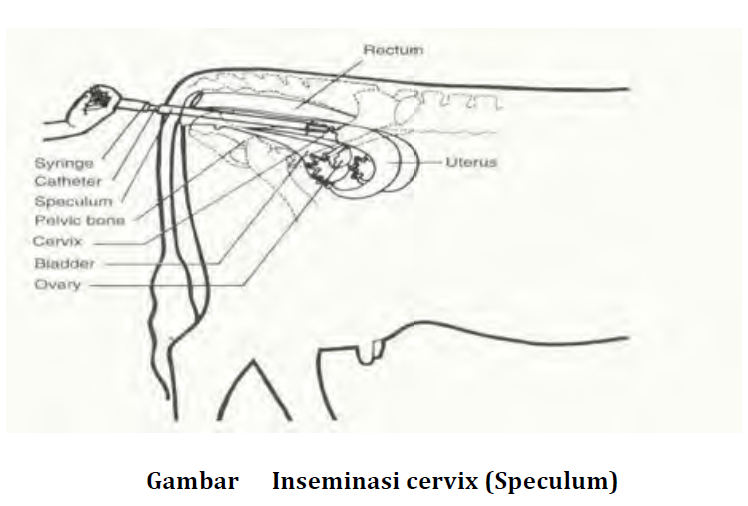 Cara Memilih Induk Betina Produktif Untuk Inseminasi Pada Sapi - MaoliOka