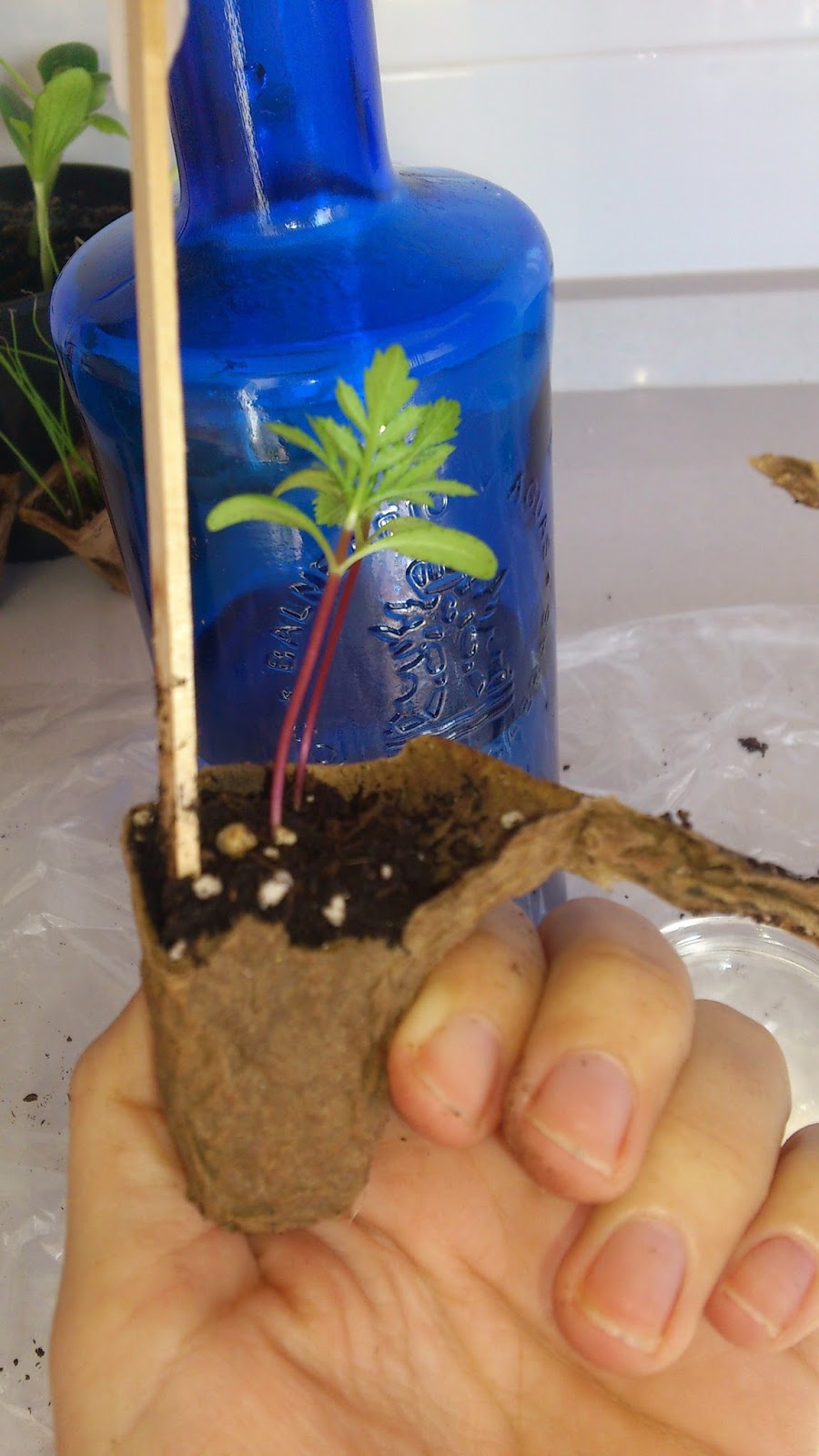 Flores en tu ensalada: TUTORIAL TRASPLANTE PASO A PASO