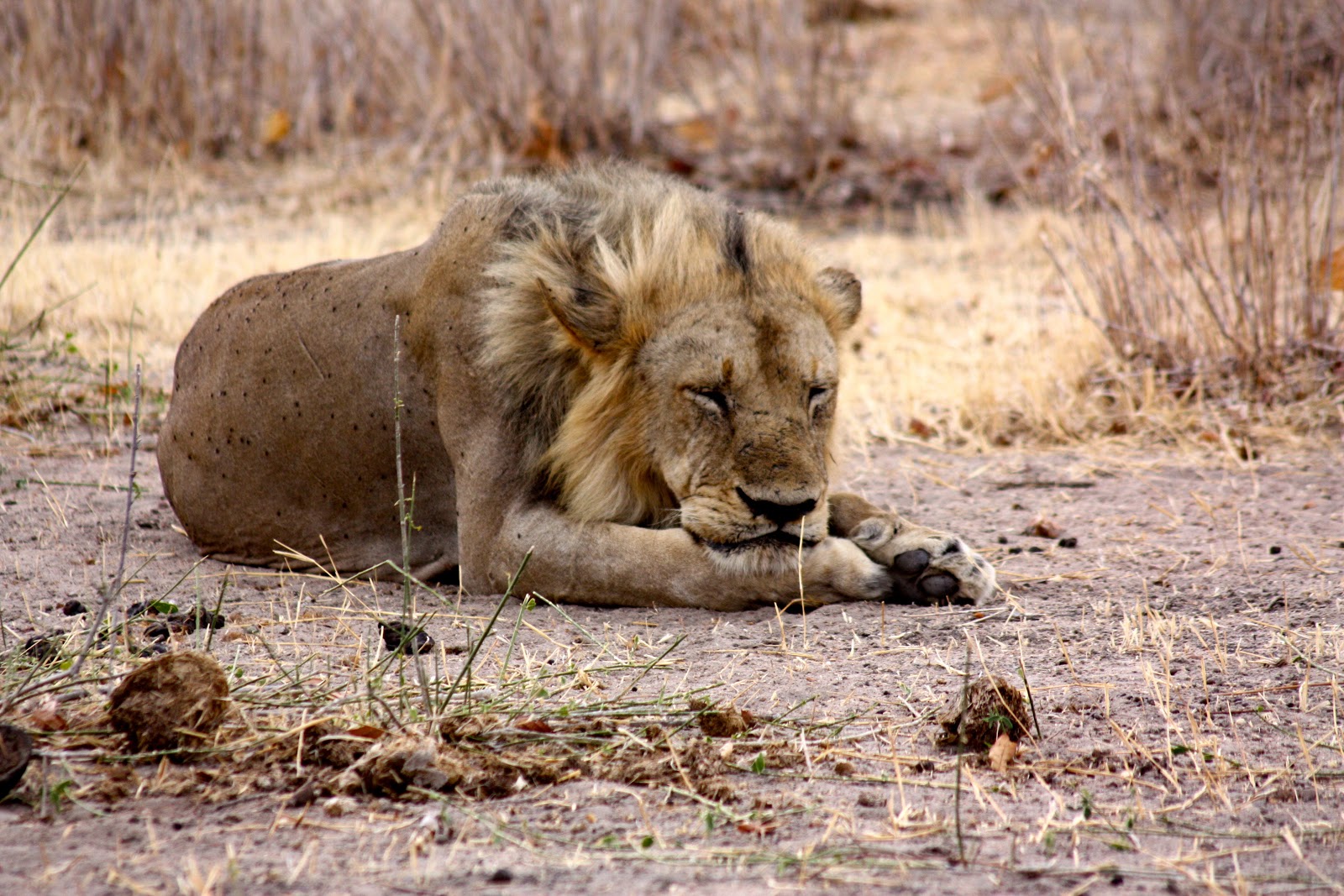 Birds of Eastern Africa: Lions of Ruaha!