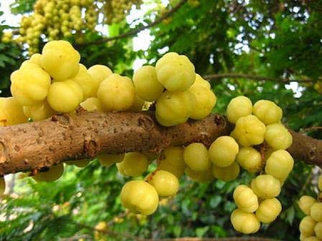 vansaka'blog: CEREMAI (Phyllanthus acidus)