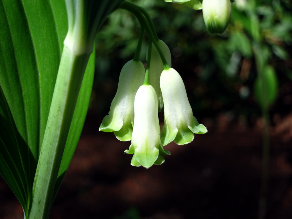 Clark's Oregon Wildflower Blog: More Shady Characters