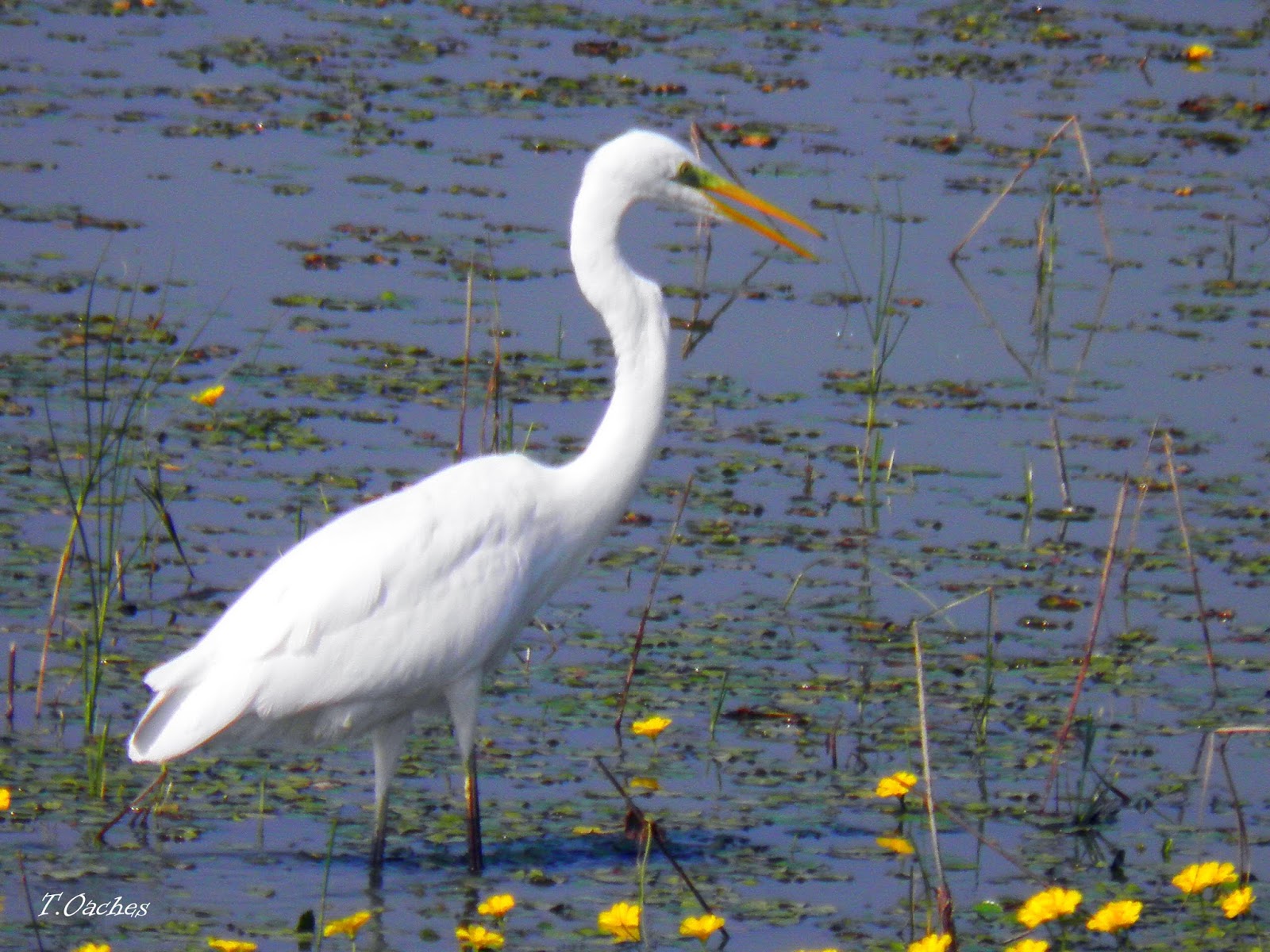 PASARI DIN ROMANIA: EGRETA MARE, Ardea alba