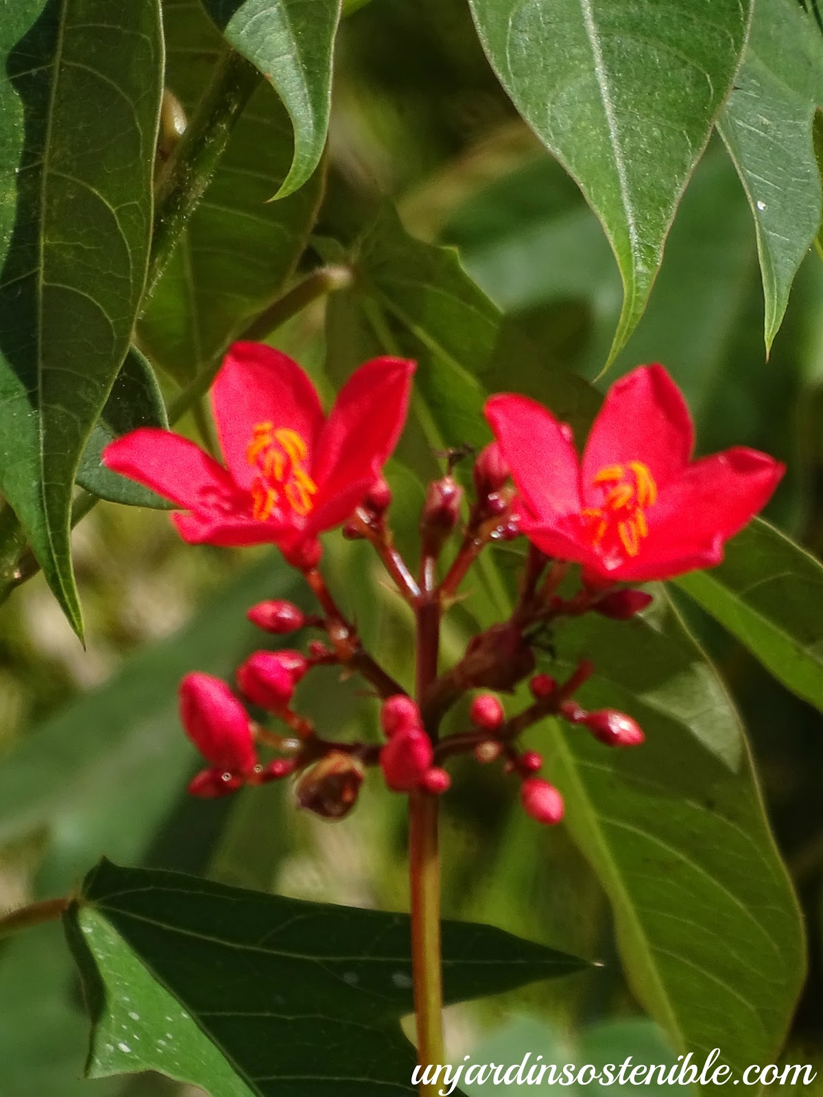 Jatropha integerrima (Peregrina)