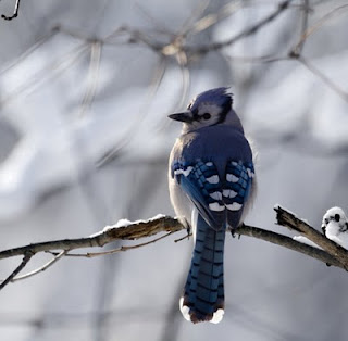 "Bird Poop" of north Texas: Blue Jays can "squirrel" away several ...