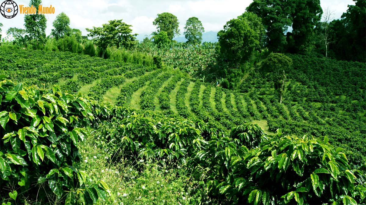 ViendoMundo: Zona cafetera (Colombia)