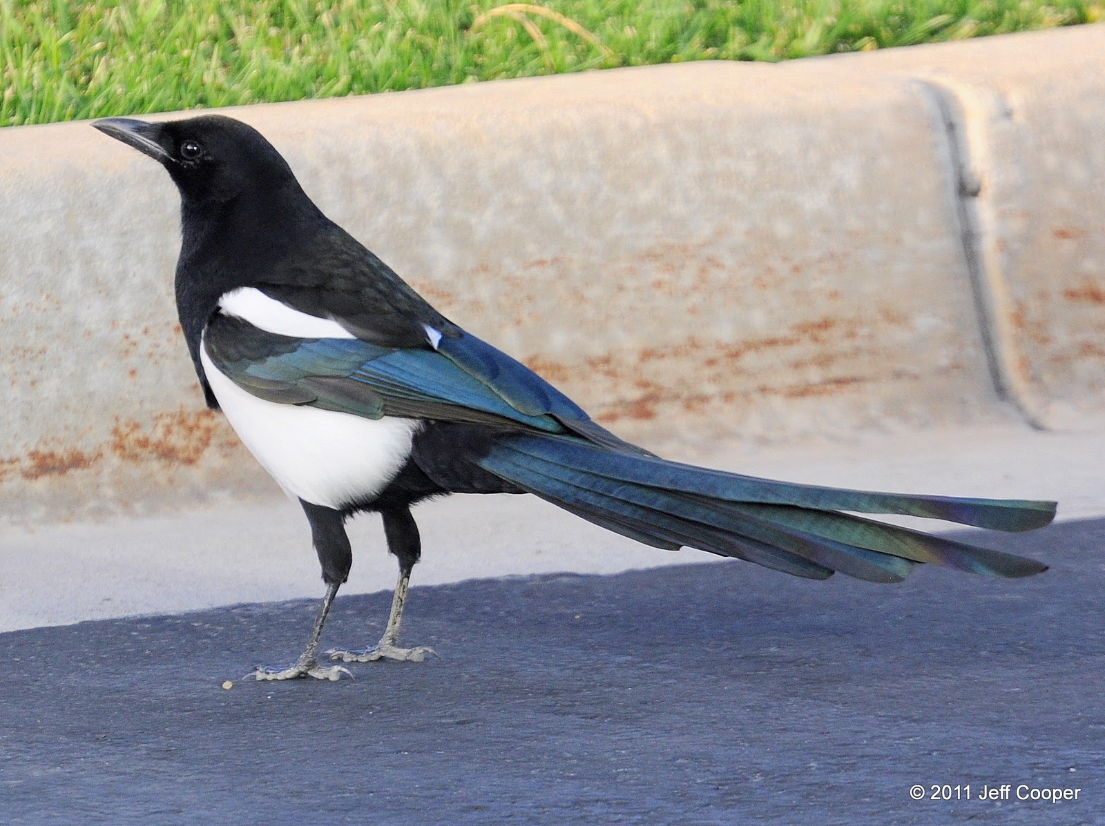 NeoVista Birds and Wildlife: Love The One Your With...Even if it is a ...