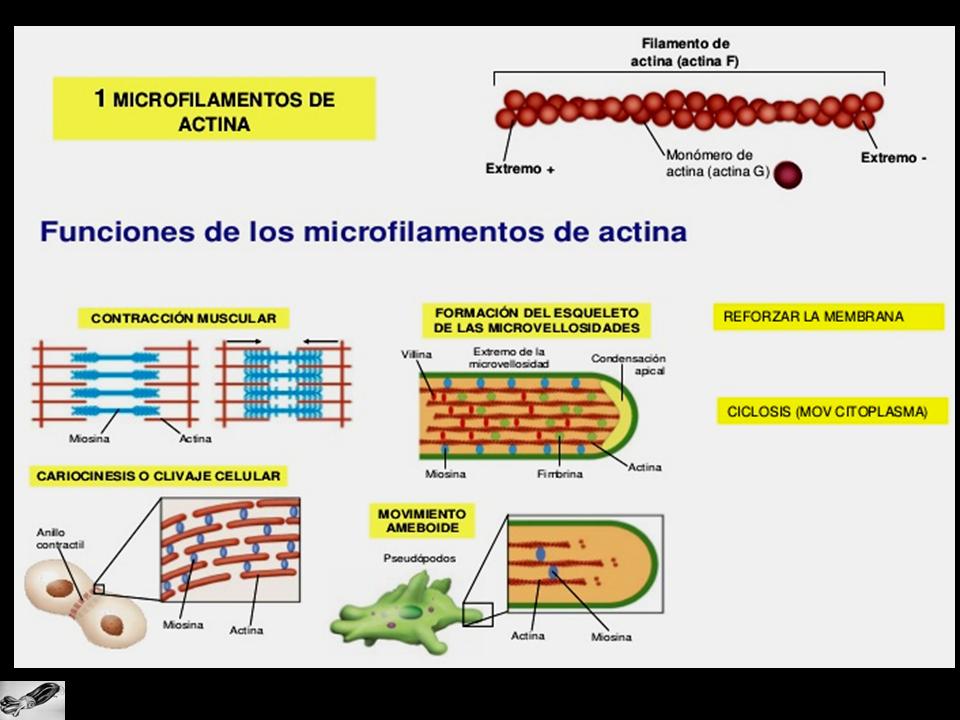 ...y la vida evolucionó: Citoesqueleto: microfilamentos de actina ...