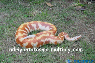 Blood Python - Dipong - Python curtus ~ Reptilers