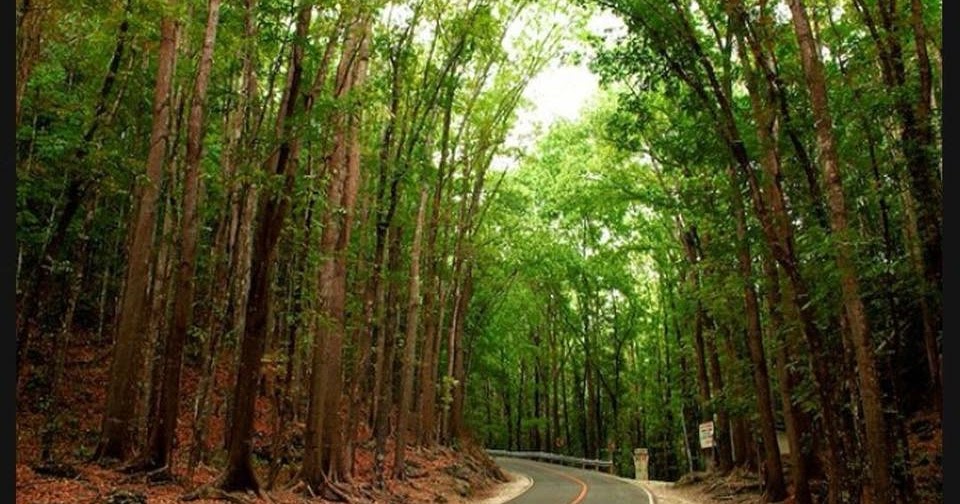 Exploring Bohol: The Man-Made Forest
