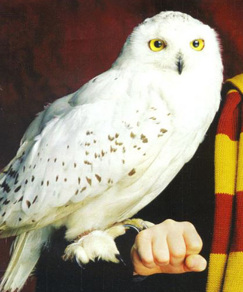 Hedwig | Fianto Duri