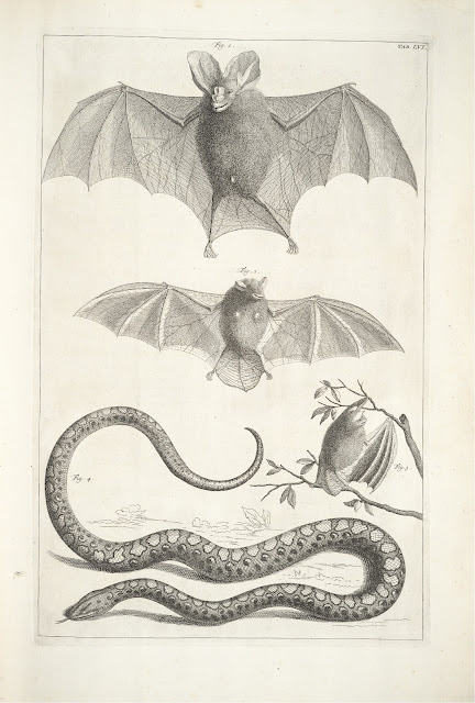 facsimilium: Micrographia