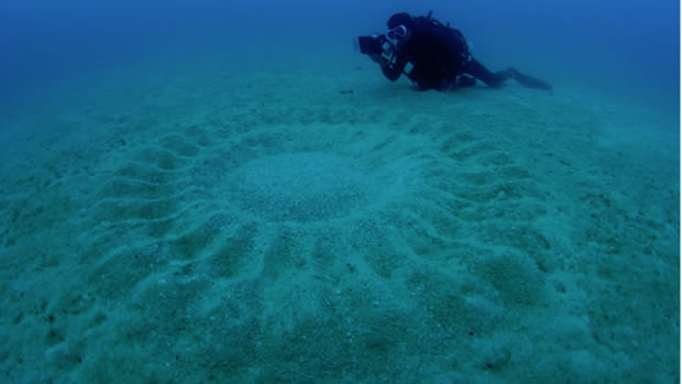 Puffer Fish Crop Circle - Deep Sea Beauty