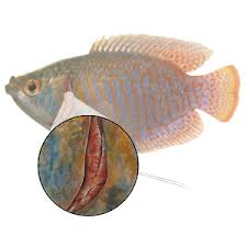 Gill or Skin flukes - Diseases of fish ponds