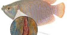 Gill or Skin flukes - Diseases of fish ponds