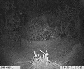 Venado temazate rojo
