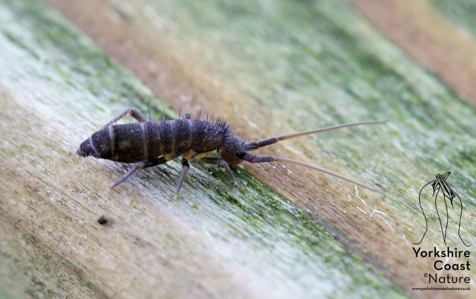 Y.E.T.I : Spiders and Springtails