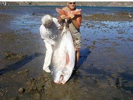 Big Fishes of the World: LOUVAR (Luvaras Imperialis)