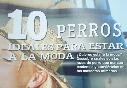 MundoBoxer.Net: 10 perros ideales para estar a la moda