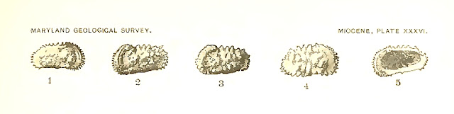 Fossils and Other Living Things: Strange Small Eruptions