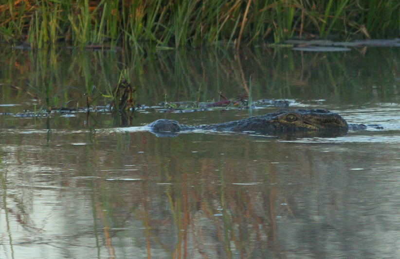 Abejarucos... y otros animales: Garzas y cucales... una mañana en el ...