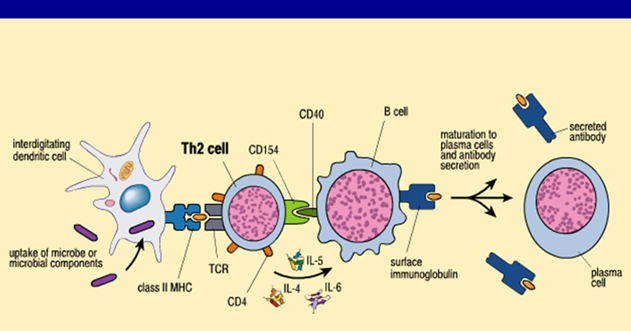 Fungsi organ limfatik (Primer dan Sekunder) dan Mekanisme sistem imun ...