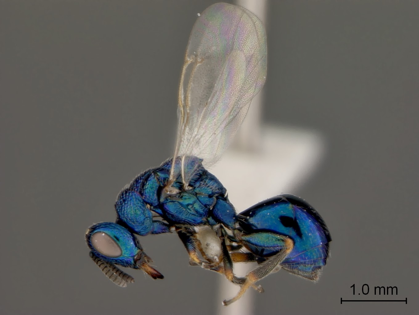 Variety of Life: Chrysolampinae