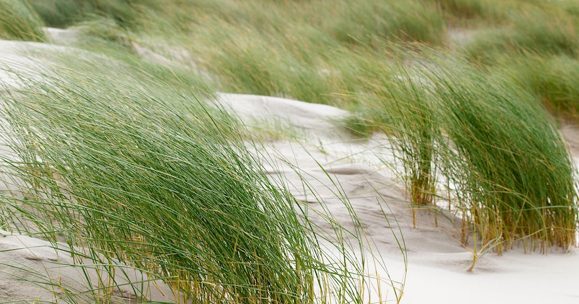 Picofnat: Michael`s Naturfotoblog: Strandhafer