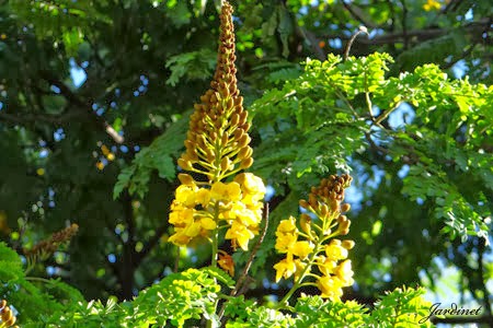 Canafístula - Peltophorum dubium - Jardinet