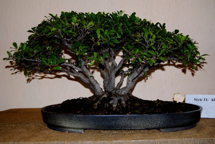 LENNARD'S BONSAI BEGINNINGS.: Ficus burkei, Ficus natalensis, Ficus ...