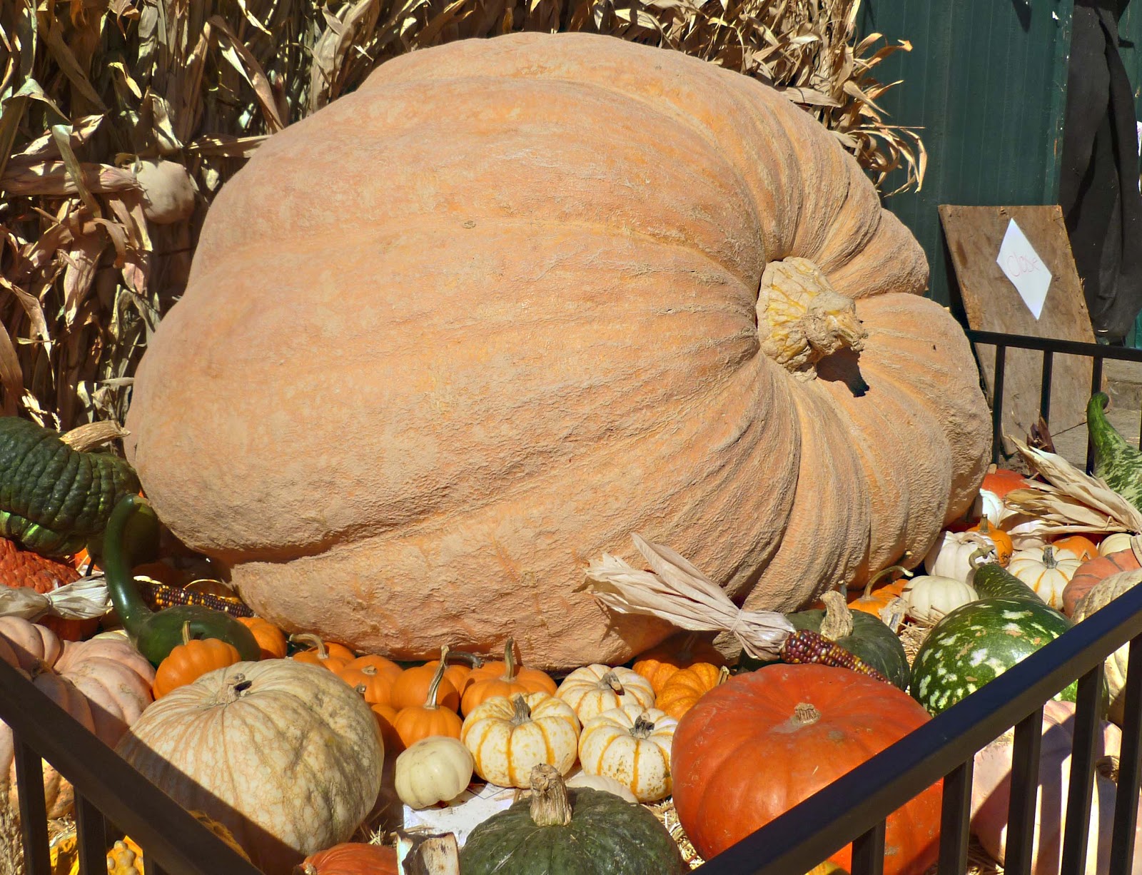 MAD MEAT GENIUS: GREAT PUMPKIN