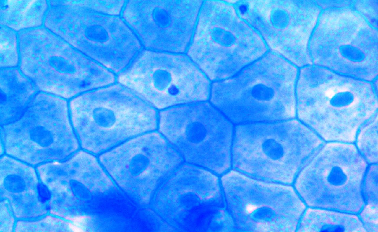 Cell Biology: Photos & Micrographs