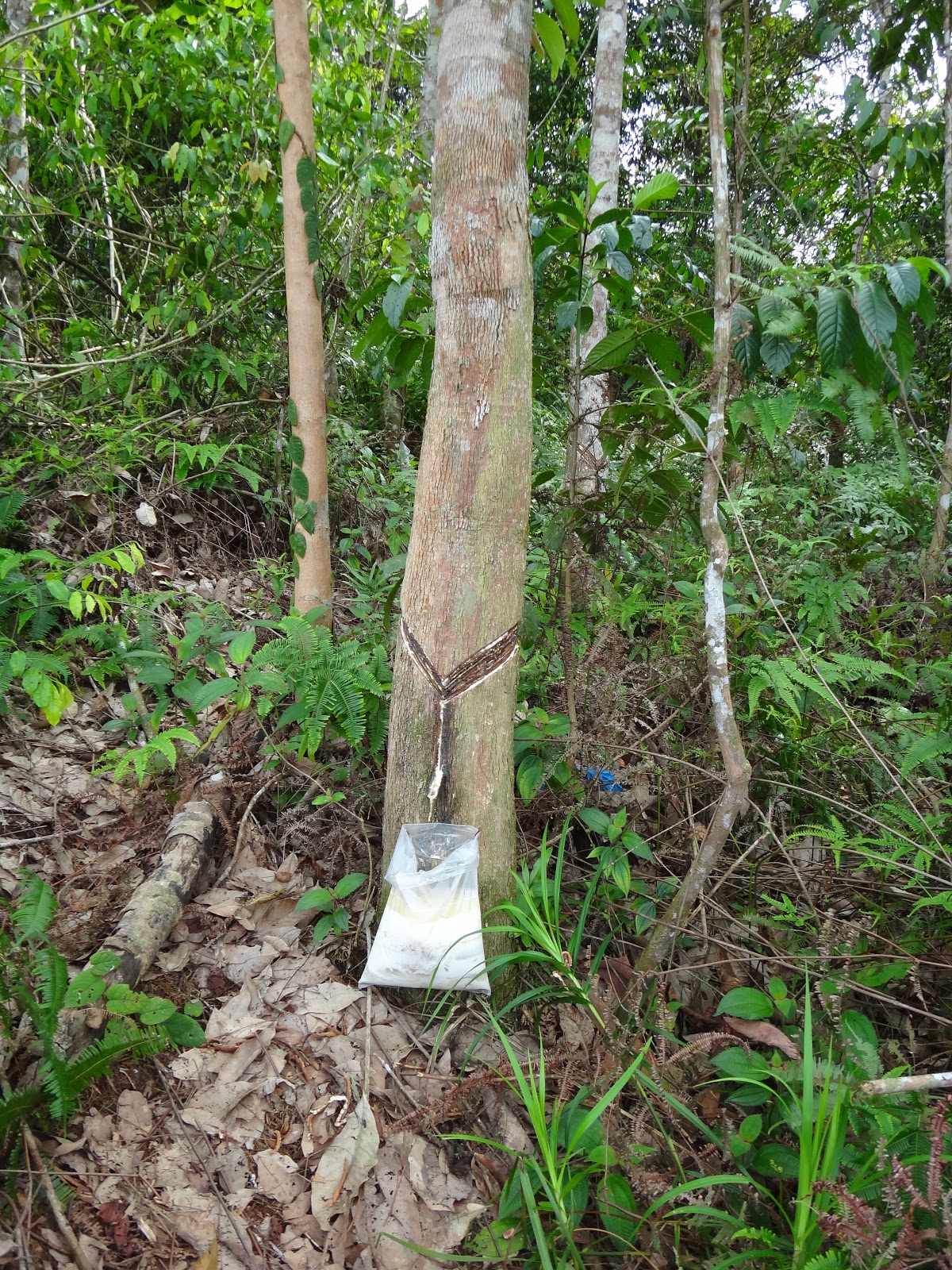 Experimental Farming: Tapping Wild Rubber Tress