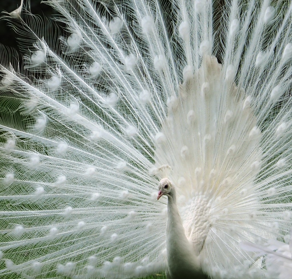 MIJN BOEKENKAST: Pauw, pauw ik hou van jou!