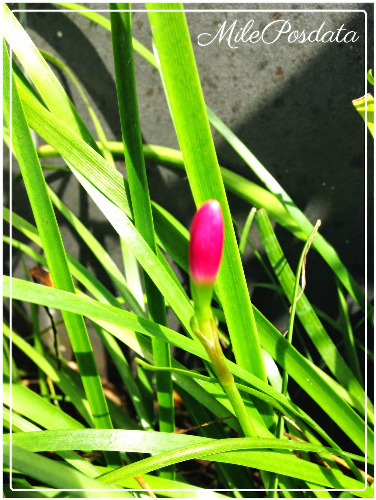 Posdata: El significado de cumplir años