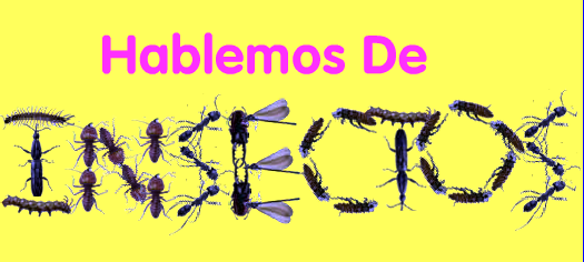 ECUAMAESTRO: El mundo de los insectos en una aplicación tic.