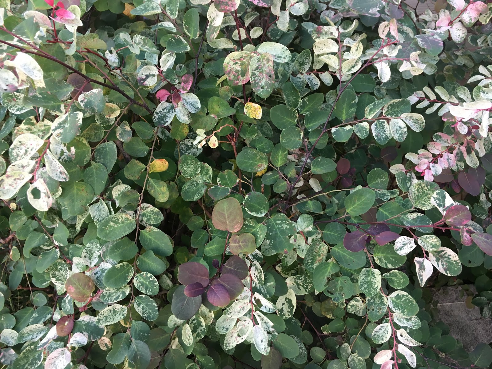 Breynia disticha (Snow Bush)