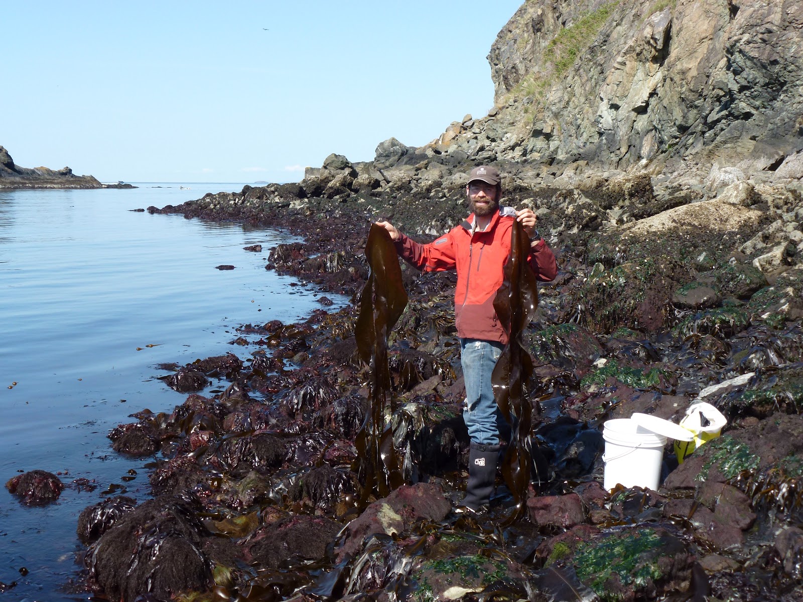 Wild Harvests: Kelp and other seaweed snacks