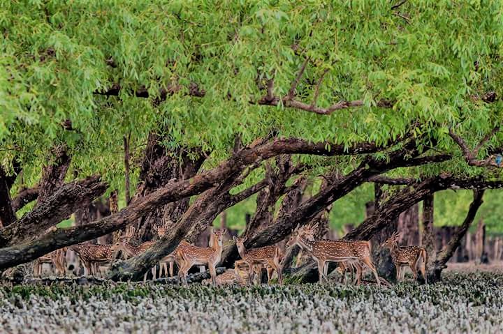 Sundarban, largest mangrove forest - History and Travel-world heritage BD