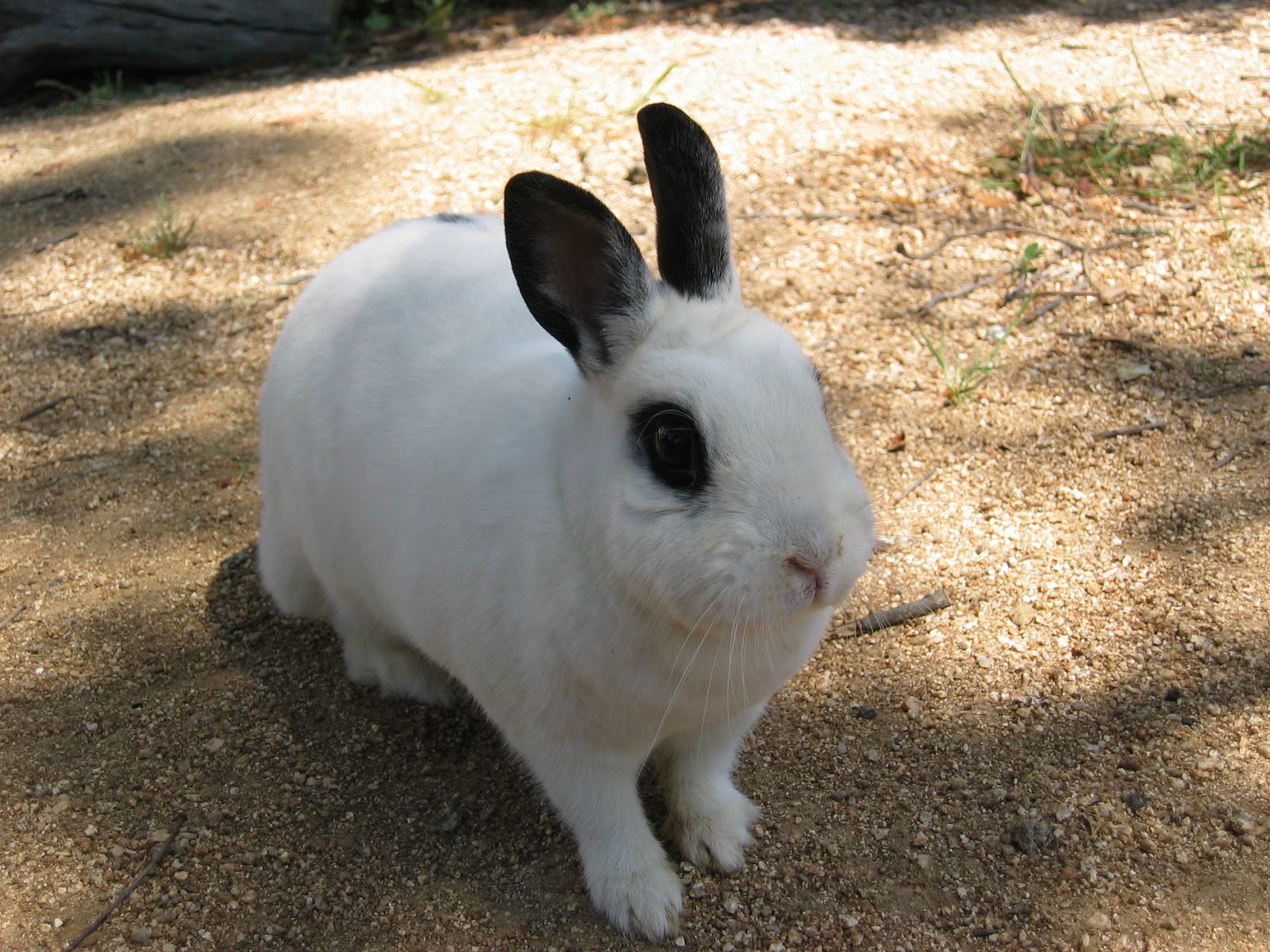 EL HUERTO DE CHOLO MORATALLA: LA HISTORIA DE PANDA