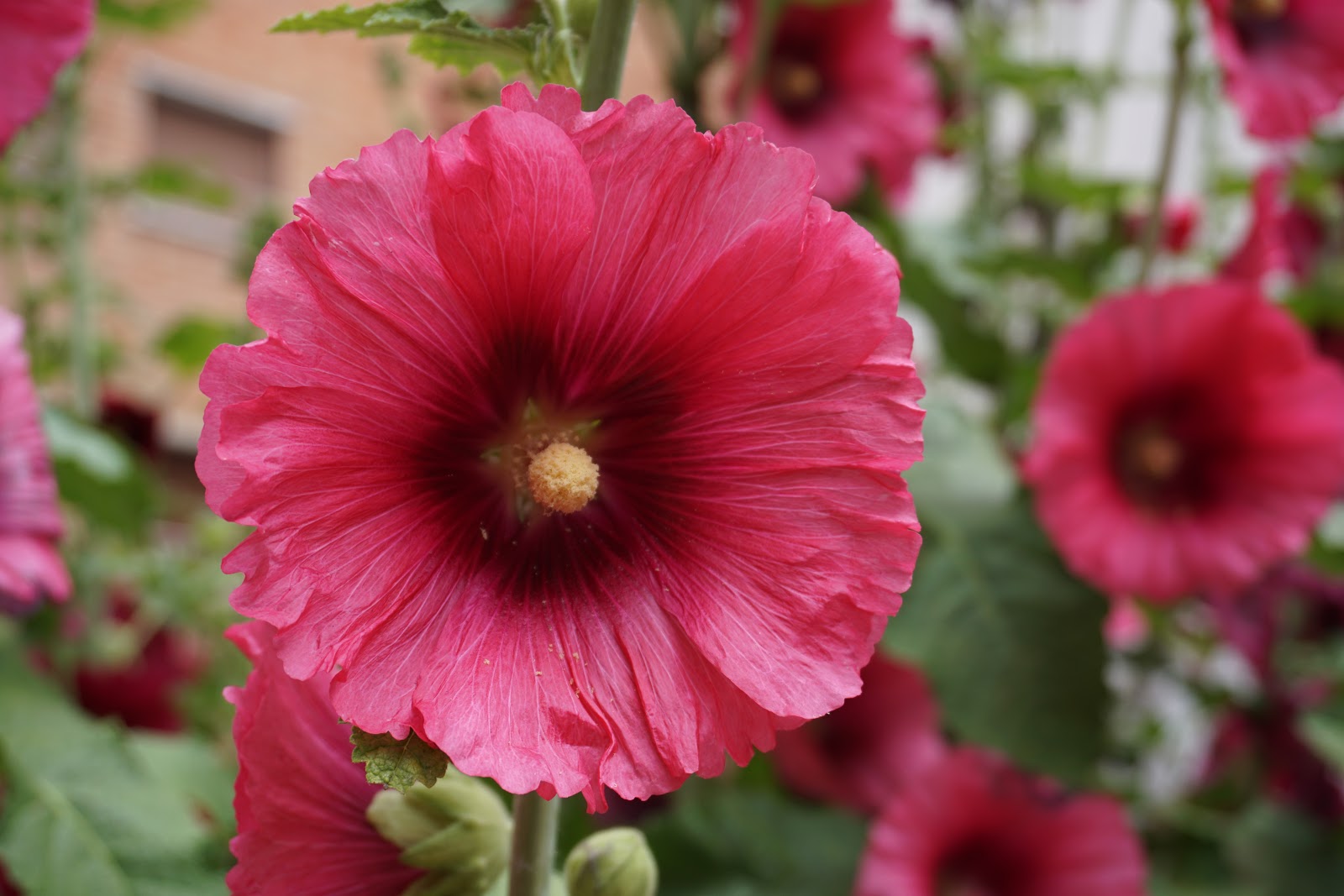 Plantas de Huerta Otea, Salamanca: Malva real (Alcea rosea)