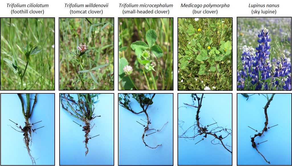 Tejon Ranch Conservancy Blog: Tejon Ranch Legumes