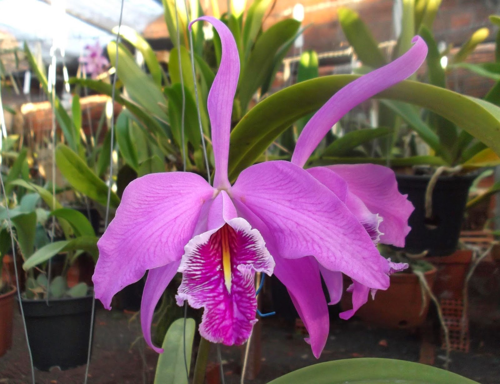 GALLERANI ORQUÍDEAS: Cattleya maxima
