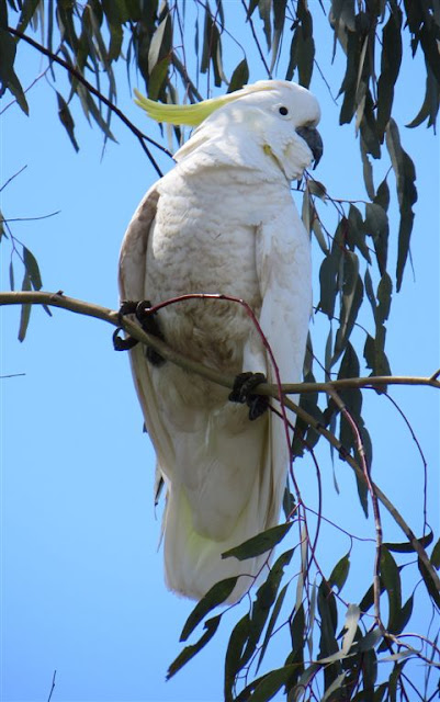 Majura birds: October 2012