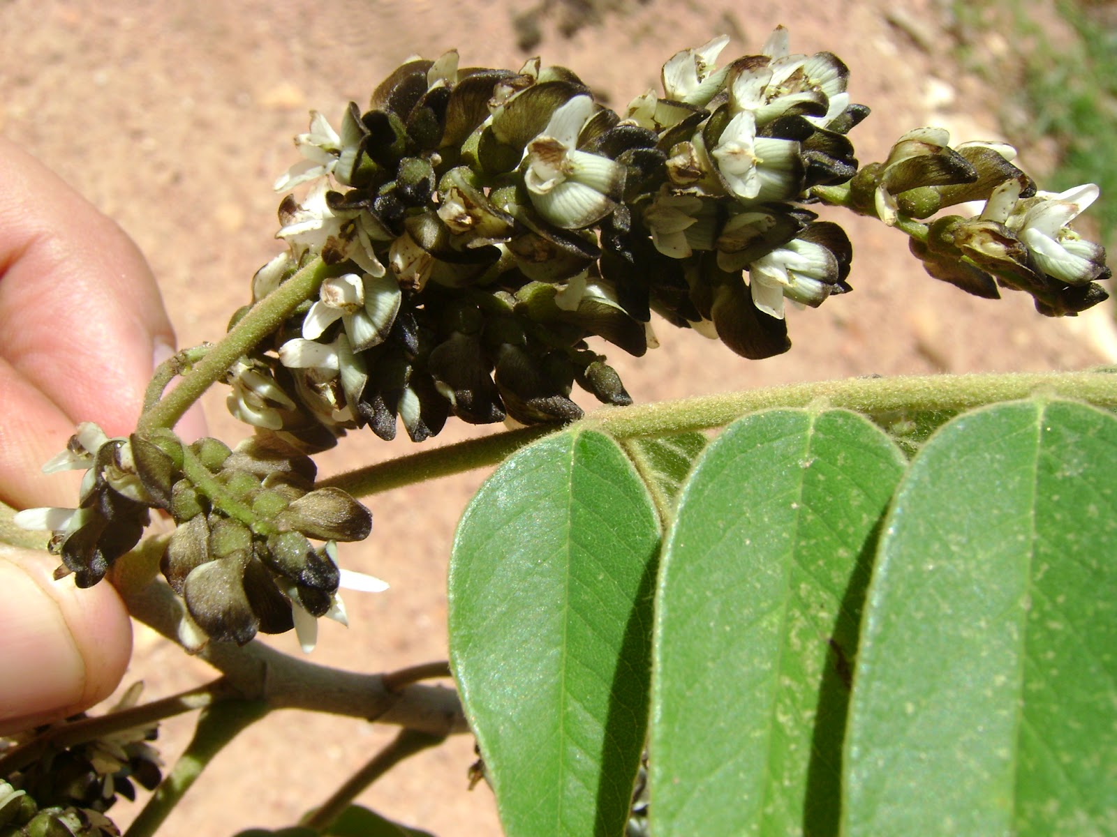 Fabaceae - Leguminosae no Brasil: Fabaceae - Machaerium villosum Vogel ...
