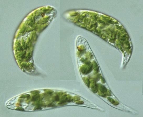 III graf scienze : L'euglena
