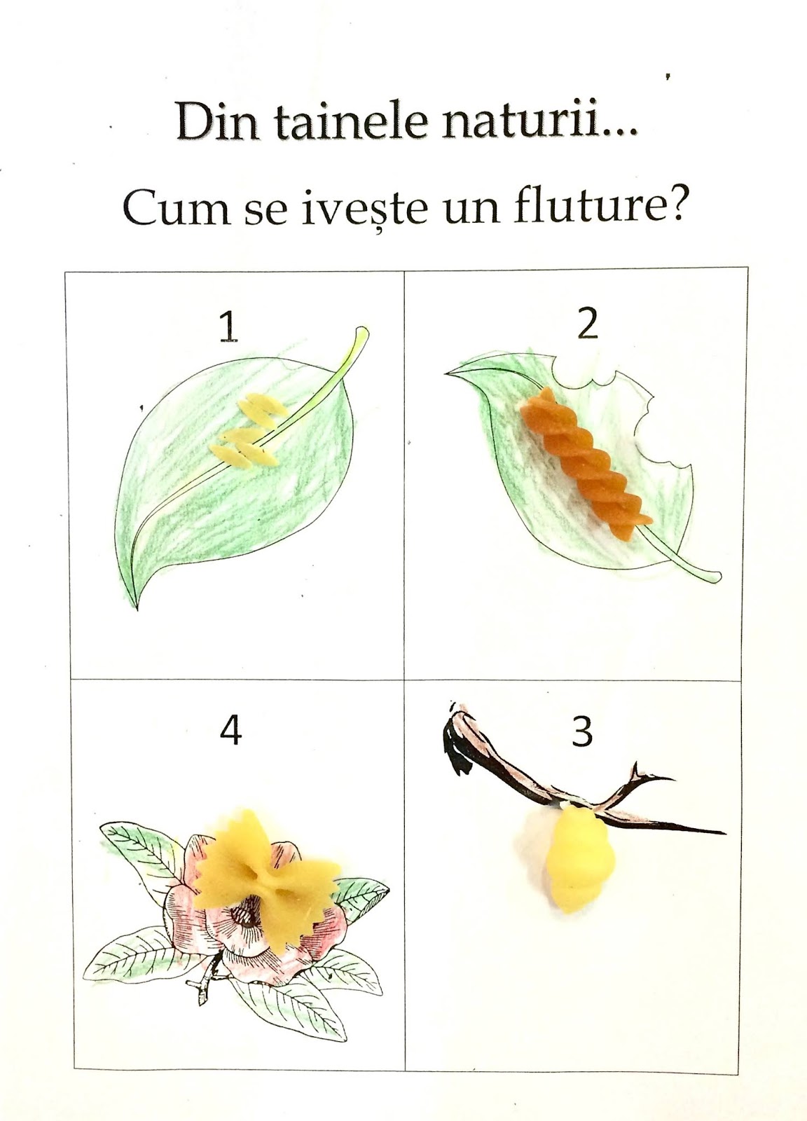 Cum explici metamorfoza fluturelui, folosind paste făinoase de forme ...