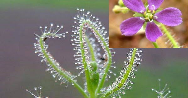 මාංශභක්ෂක ශාකවල ඖෂධීය භාවිතාවන් ~ අපේ ඔසුපැළ Medicinal Plants of Sri Lanka