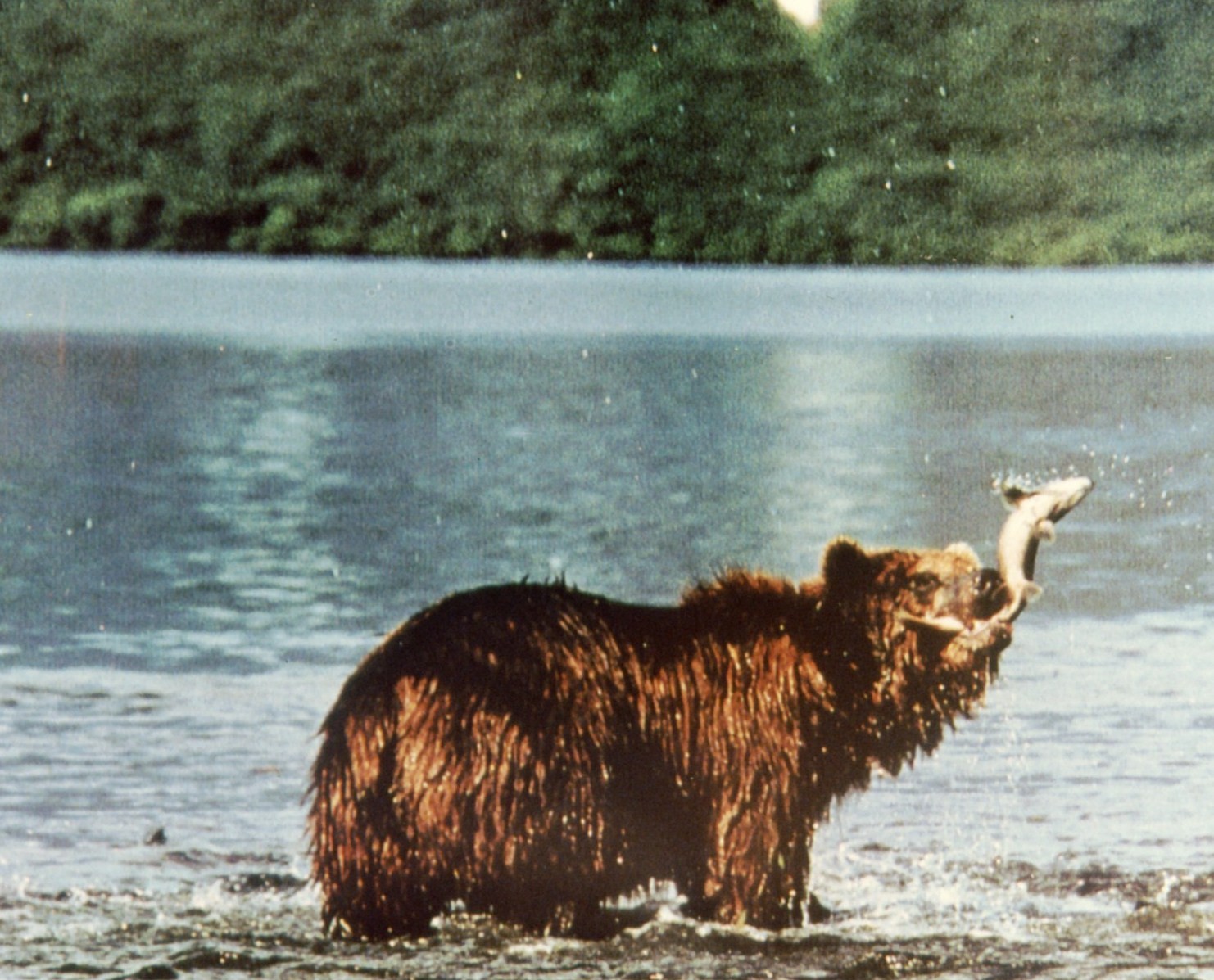 Rock Art Blog: THE MOAB MASTODON? A FISH-EATING BEAR REVISITED: