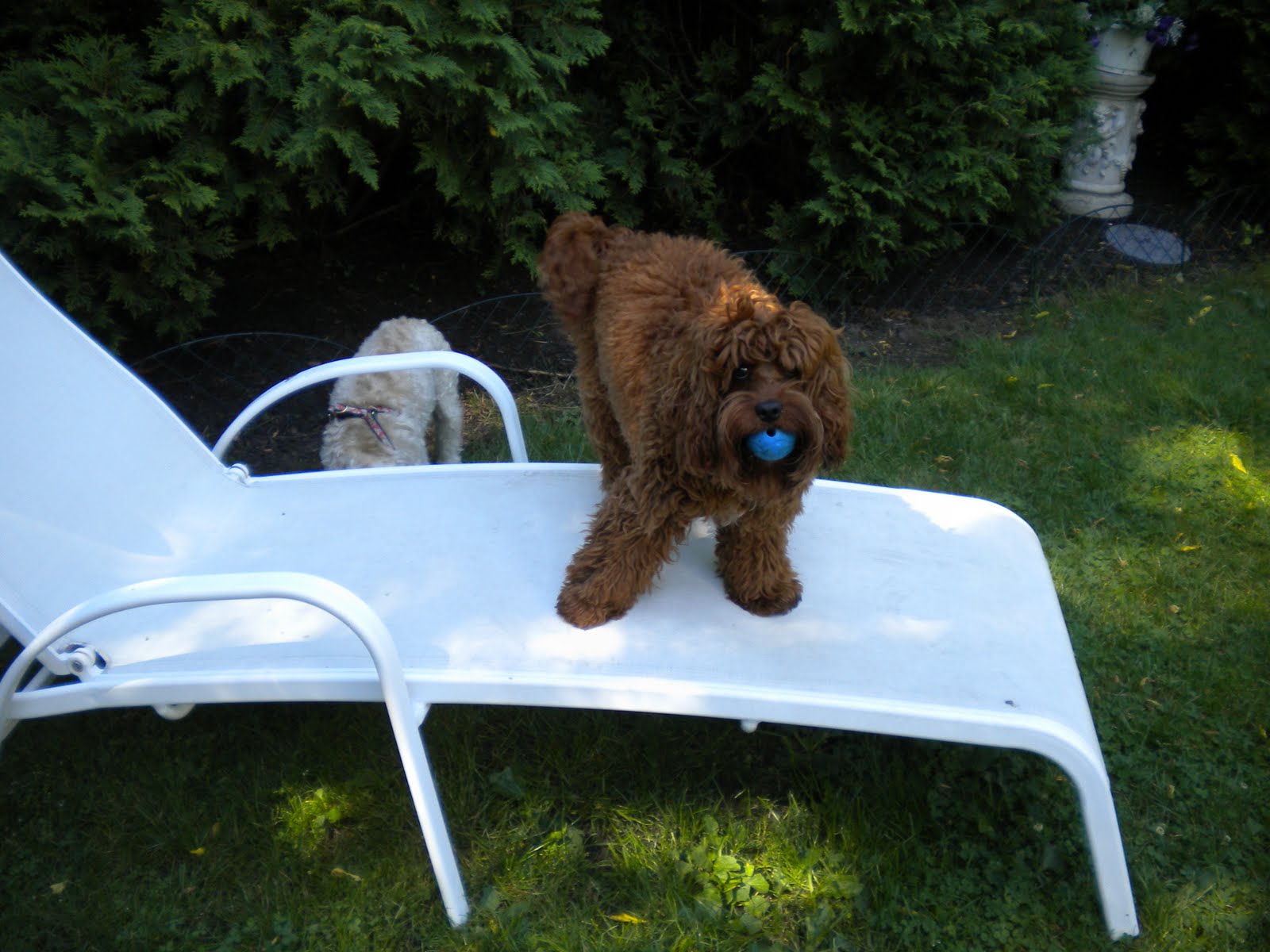 Erin's New England Cockapoos: Plaaaaaaay Ball!